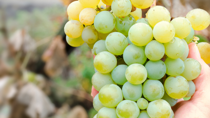 Health: अच्छी सेहत के लिए वरदान है अंगूर, इस तरह करें सेवन