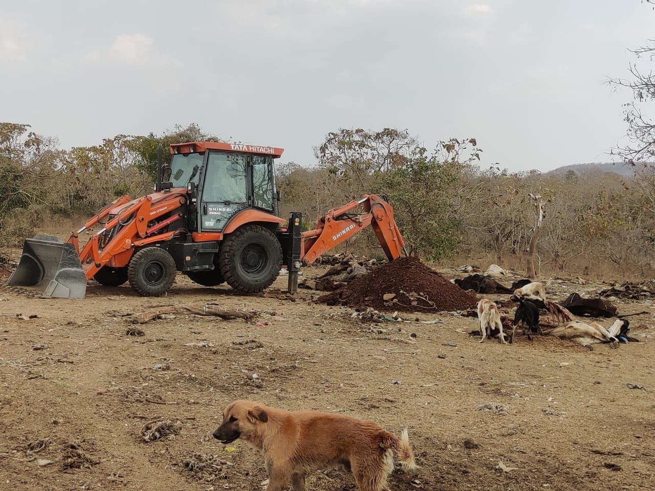 26 thousand cows are growing in 185 cowsheds for 20-20 rupees|185 ...