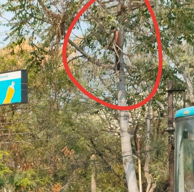 In Indore a young man hanged himself by climbing a 50 feet high tree ...
