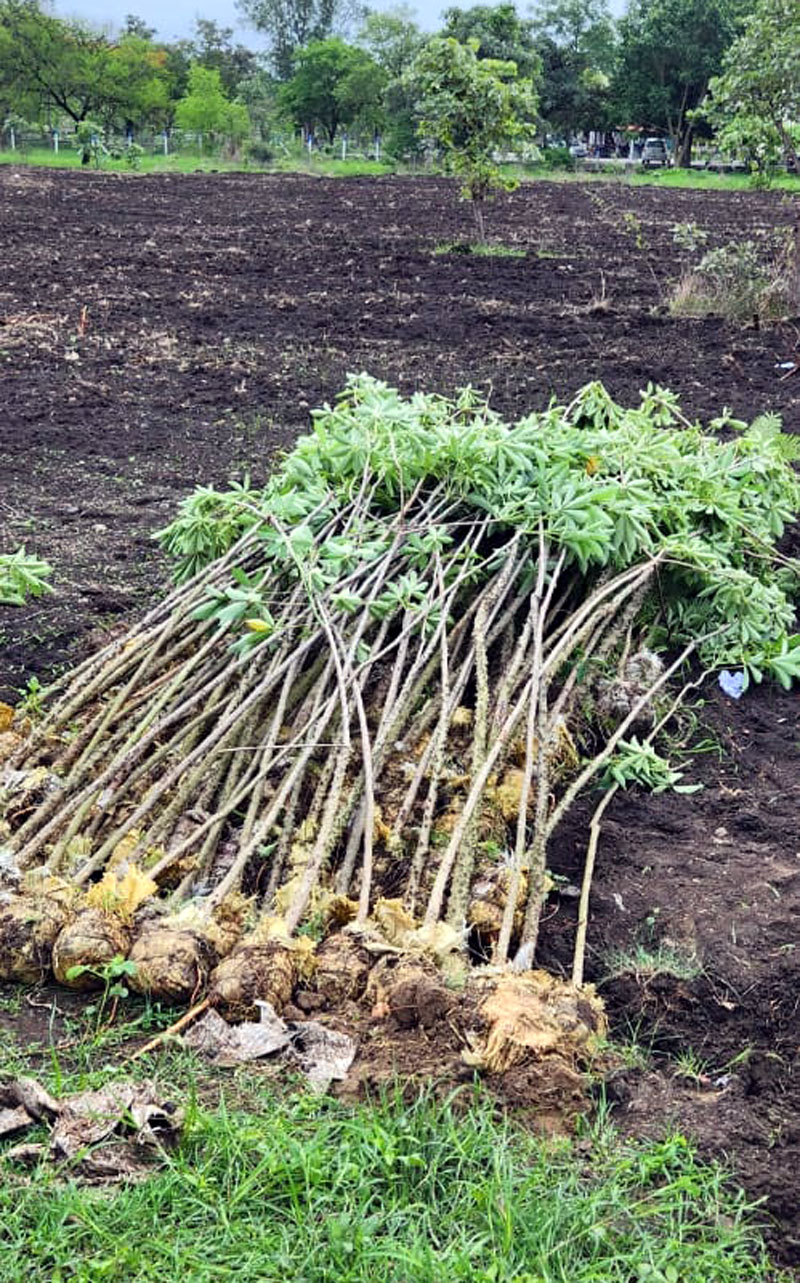 The work of planting 100 saplings of 10 feet high Semal started. | 10 ...