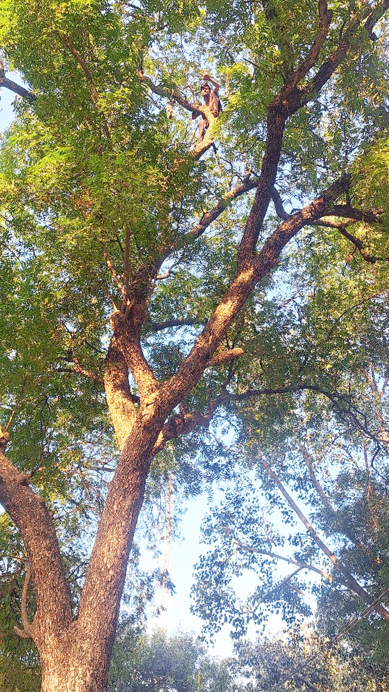 The person from Harda lost his mental balance and sat on a tree, when ...