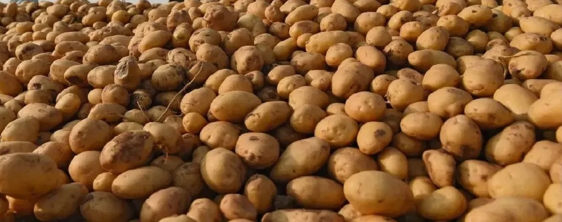 New order Mamata government now Bengal potato not sold these states ...